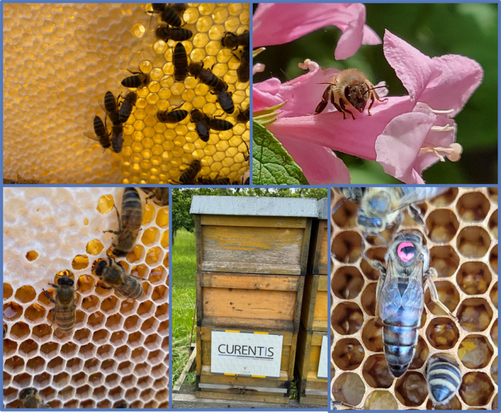 Summer peak season for the CURENTIS bee colony - Insights into the collaboration with beefuture ...